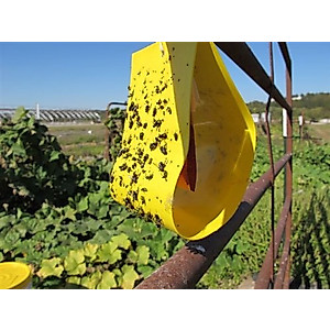 VivaTrap VT-103 Cucumber Beetle Trap & Lure (2 Pack)