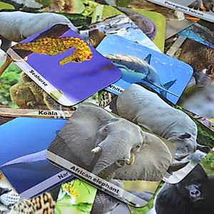 Menique, Wild Animals, Memory Matching Game