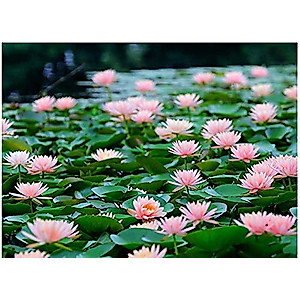 SAVOIR 40+ Bonsai Bowl Lotus Seeds, Water Lily Flower Plant Seeds, Ornamental Courtyard Finest Viable Mixed Colors Aquatic Water Features Seeds