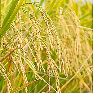 QAUZUY GARDEN 20 Premium Seeds Rice Carolina Gold Seeds Ornamental Herb Seeds to Plant Indoor Outdoor Survival Gear Food Seeds Easy to Grow