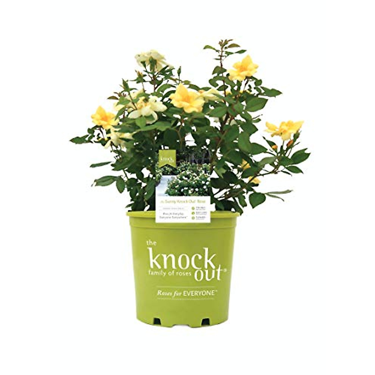 Star Roses Knockout Series 11892 Star Series Roses Knock Out, 3 Gallon, Sunny Knockout
