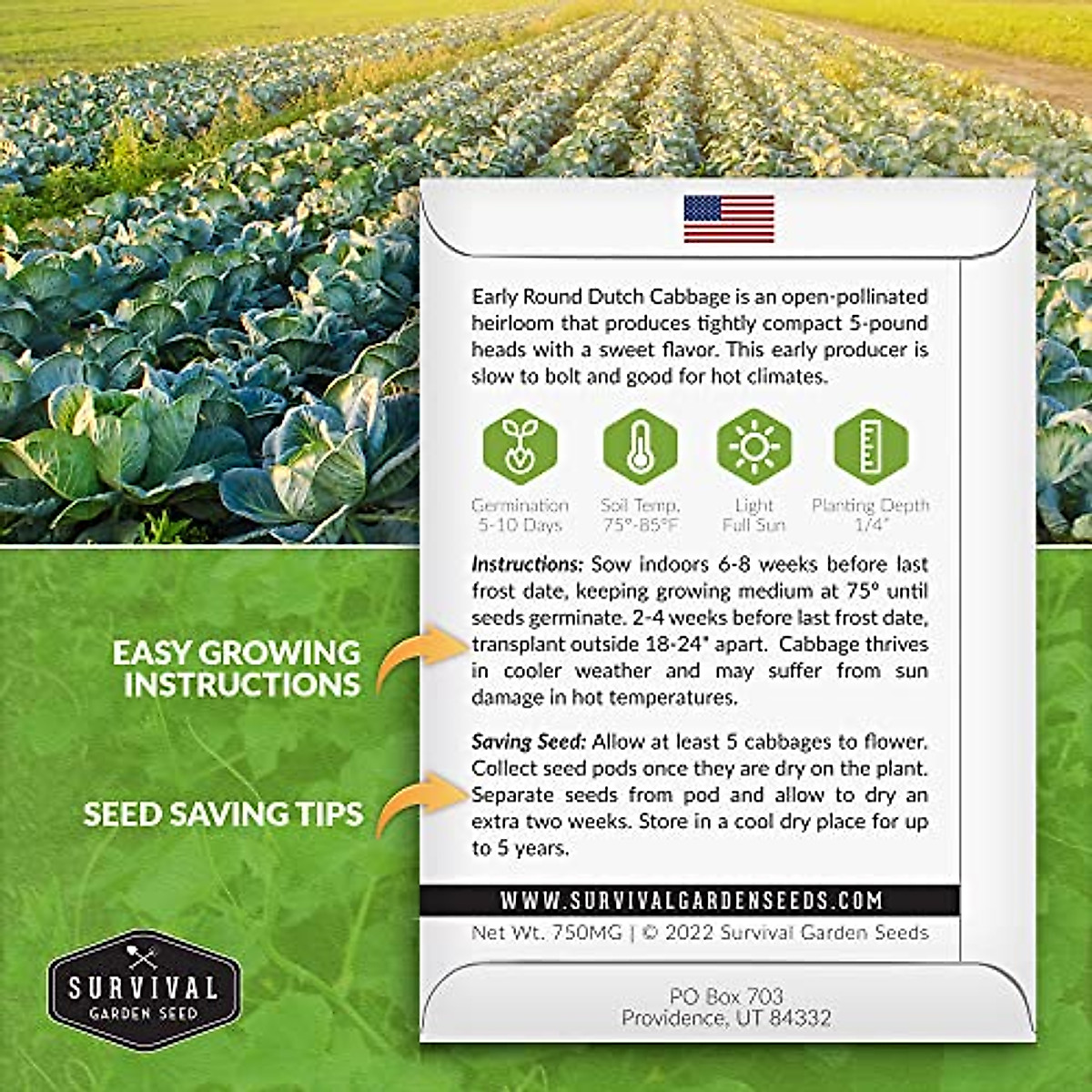 Survival Garden Seeds - Early Round Dutch Cabbage Seed for Planting - Packet with Instructions to Plant and Grow Green Cabbages in Your Home Vegetable Garden - Non-GMO Heirloom Variety