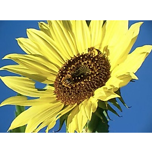"Lemon Queen" Sunflower Seeds for Planting, 50+ Flower Seeds Per Packet, (Isla's Garden Seeds), Non GMO Seeds, Scientific Name: Helianthus annus, Great Home Garden Gift