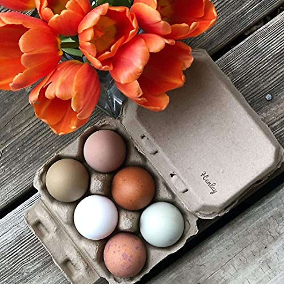 Half Dozen Egg Cartons- Henlay Blank Flat Top Six Pack (100)