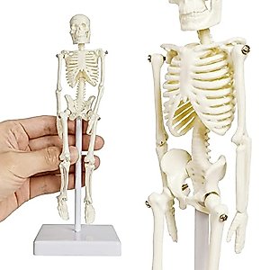 NEW HORIZON 21cm Human Skeleton Model Skeleton Human Model Adult Small Skeleton Teaching Model Spine Whole Body