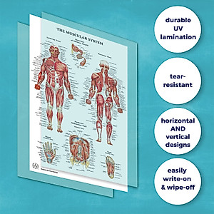 11 Human Anatomy Posters - Medical Posters, Skeletal, Male Female Muscular, Circulatory, Lymphatic, Reproductive, Nervous, Digestive, Endocrine, Respiratory Systems, Health Posters -18x30