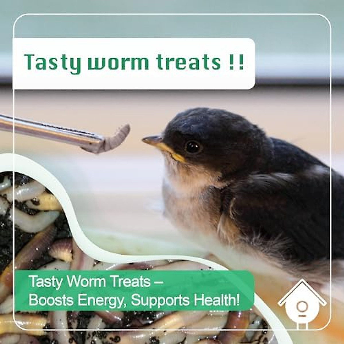 Best Bait 50 Canadian Nightcrawlers (4-6 inch) - Premium Fishing Bait or Pet Feeder - High-Protein, Nutrient-Rich Live Worms for Fishing, Reptiles, Birds & Small Animals - Ideal for Anglers