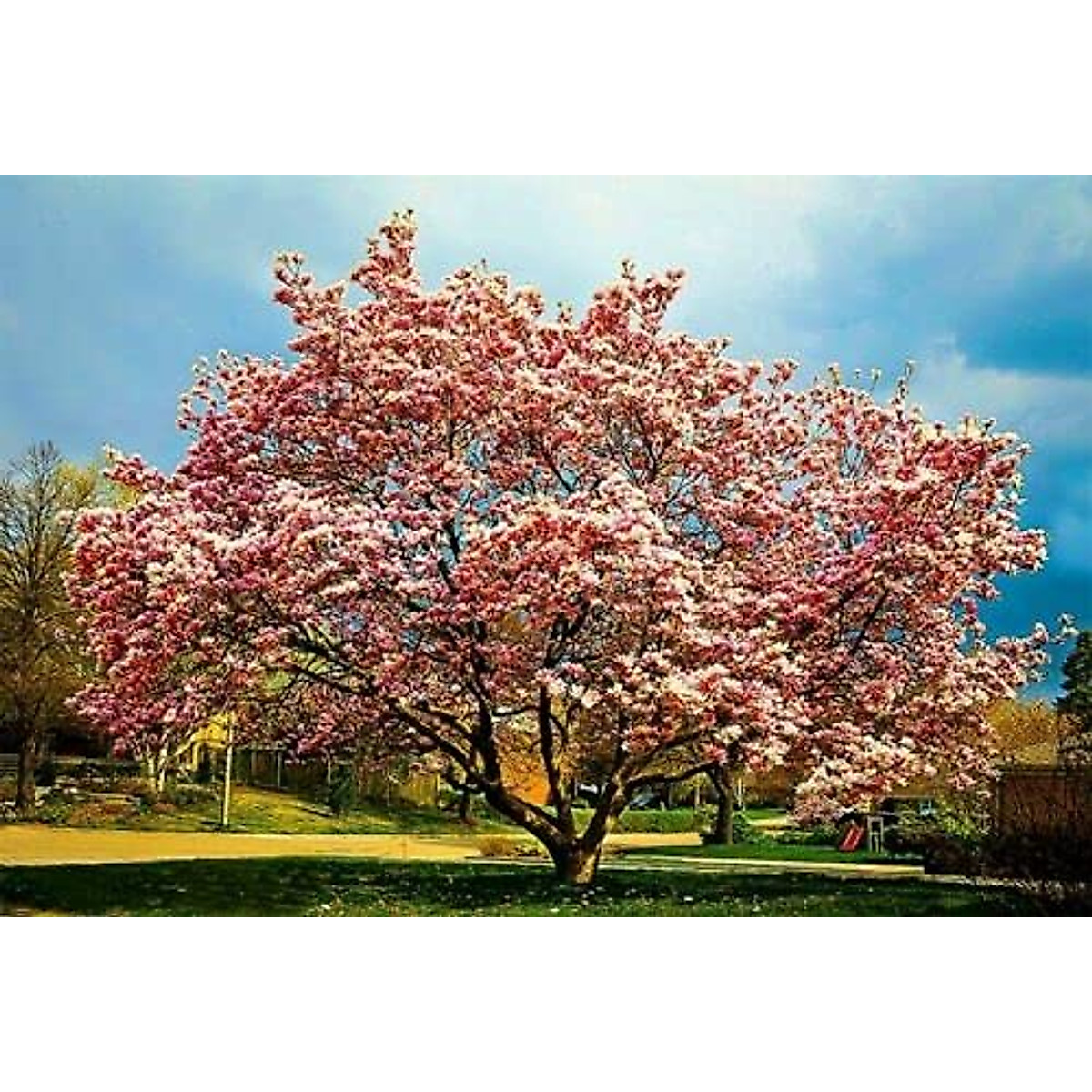 Jane Magnolia Tree - Live Plant/Shrub/Bush - 6-12" Tall Seedling - 2.5" Pot - Ships Potted