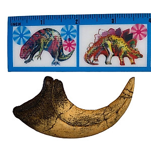 Deinonychus Raptor Dinosaur Claw Replica - Museum Quality Cast Fossil Specimen