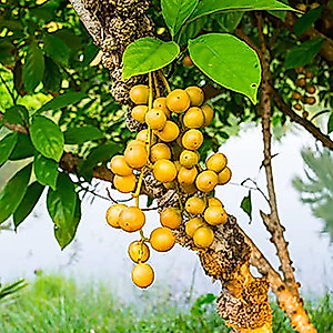 QAUZUY GARDEN 10 Burmese Grape Seeds (Baccaurea Ramiflora) - Non-GMO Fruit Seeds - Edible & Tasty &Attract Pollinators - Perennial Evergreen Tropical Exotic Fruit Tree
