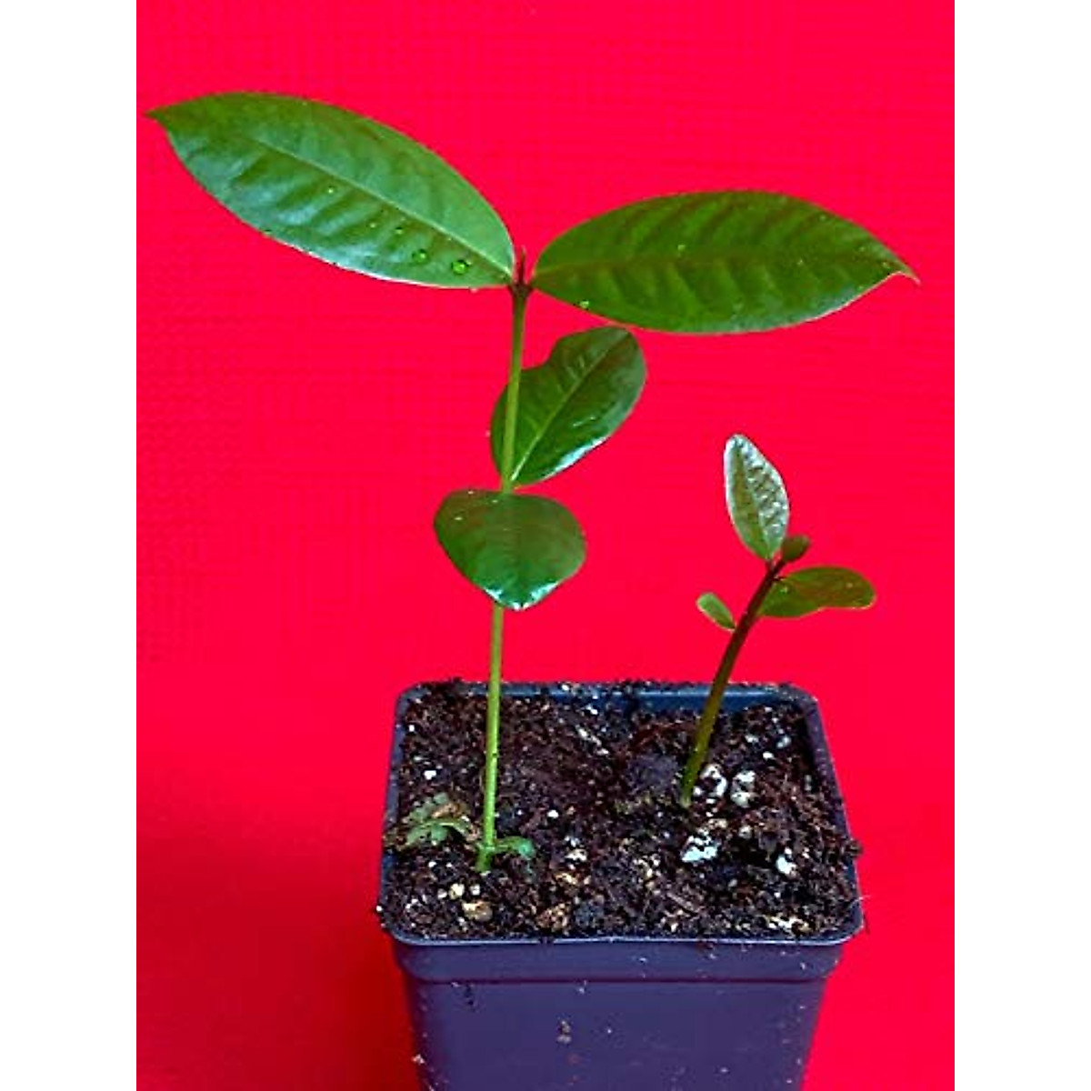 Purple Malay Apple Syzygium malaccense Fruit Tree Starter Potted Plant Very Rare