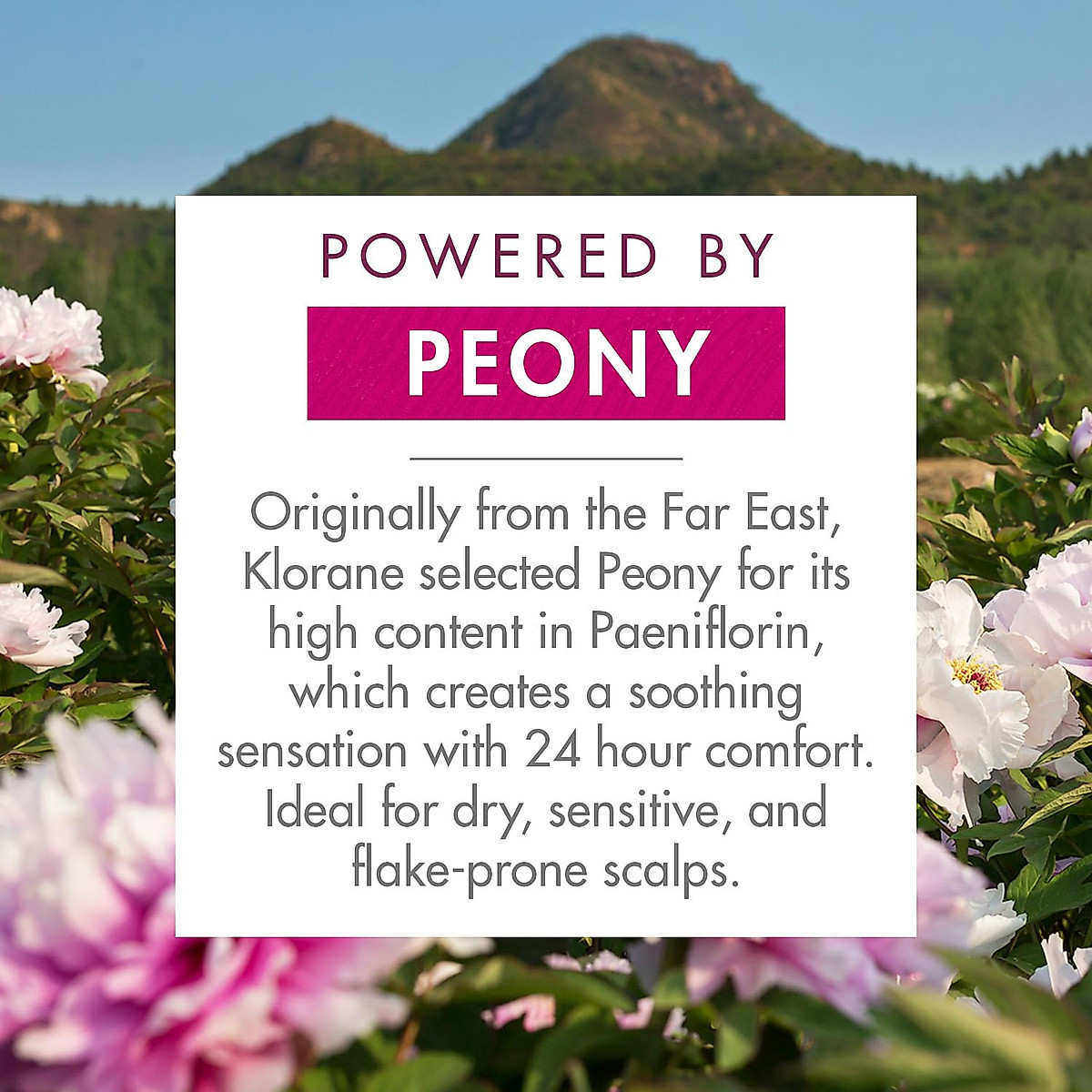 Klorane Shampoo with Peony, Soothing Relief for Dry Itchy Flaky Sensitive Scalp, pH Balanced, Provides Comfort, 13.5 fl. oz.