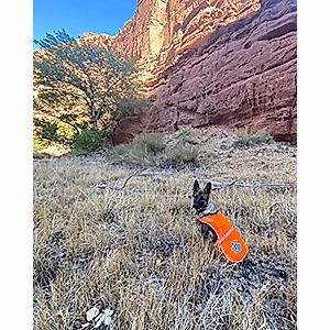 SafetyPUP XD - Reflective Dog Vest. Hi-Visibility, Fluorescent Blaze Orange Dog Vest Helps Protect Your Best Friend. Safeguard Your PUP from Motorists & Hunting Accidents, On or Off Leash. (Large)