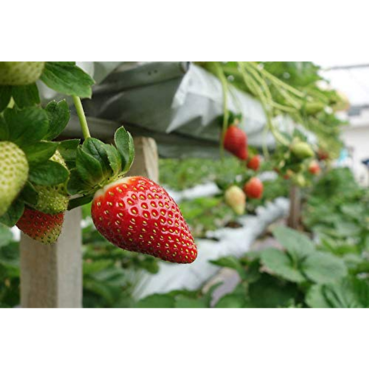 Red Strawberry Climbing Strawberry Fruit Plant Seeds Home Garden New 300 pcs
