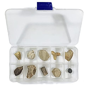 Fossil Collection (10 Piece) with Storage Case and Information Card