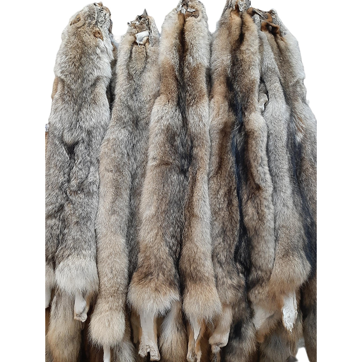 Eastern Coyote Pelt, Tanned (Premium Grade)