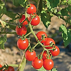 Jasper Tomato Seeds (20+ Seeds) | Non GMO | Vegetable Fruit Herb Flower Seeds for Planting | Home Garden Greenhouse Pack