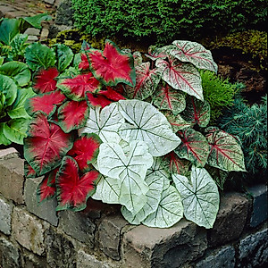 Garden State Bulb Mixed Caladium Bulbs, Bare Roots (Bag of 20)