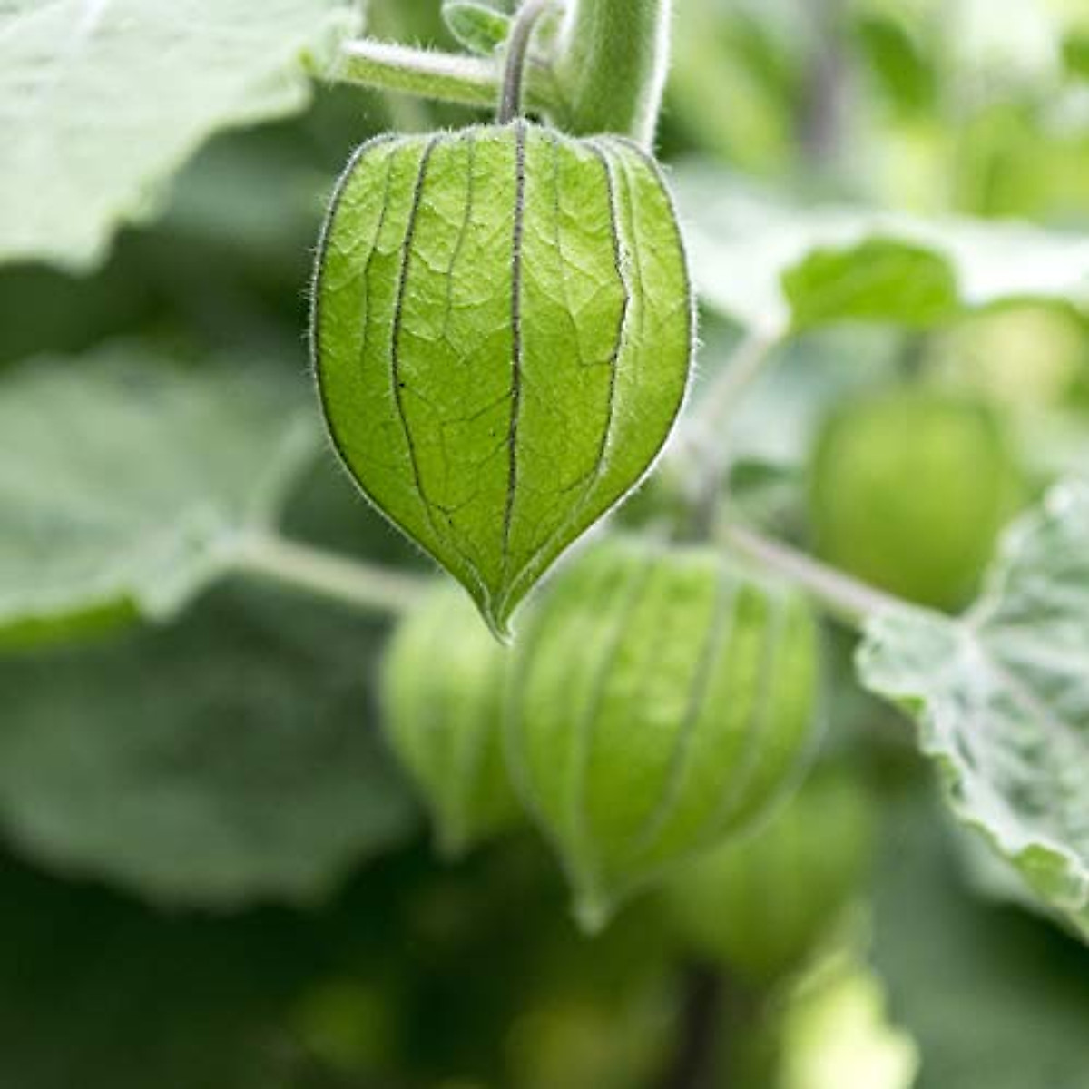 Outsidepride Perennial Cape Gooseberry Physalis Peruviana Goldenberry Fruit Plants - 1000 Seeds