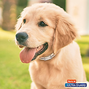 Hartz UltraGuard Flea & Tick Collar for Dogs and Puppies, 7 Month Flea and Tick Protection and Prevention Per Collar, Reflective, Up to 20 Inch Neck