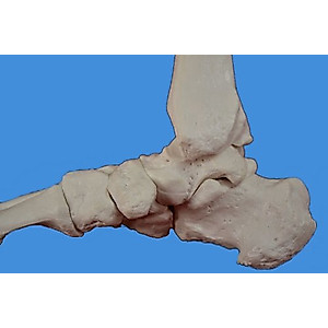 Wellden Medical Anatomical Foot Skeleton Model,disarticulated and Assembled by Magnets, Life Size