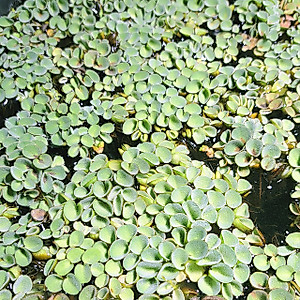 50+ Leaves Asian Watermoss (Salvinia cucullata) Live Aquarium Plant - Floating Aquatic Plant for Natural Fish Tank Decor and Oxygenation - Easy Care Aquatic Plants for Your Tank