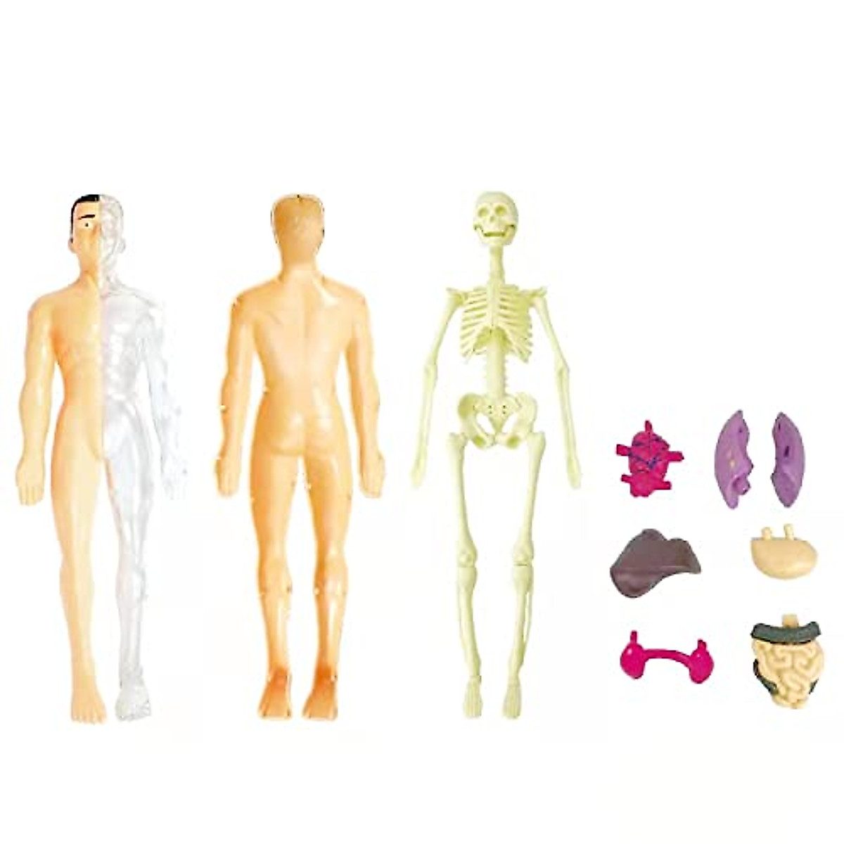 Hiawbon 3-D Human Body Model People Action Figure Human Torso Body Anatomy Interactive Scientific Kit with Removable Organs and Skeleton Model,Set A
