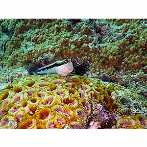 Ricoh WG-70 Black Waterproof Digital Camera 16MP