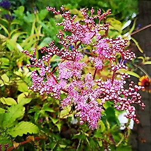 CHUXAY GARDEN Pink Filipendula Ulmaria-Meadowsweet,Mead Wort,Queen of The Meadow,Meadow-Wort,Meadow Queen,Dollof,Meadsweet,Bridewort 40 Seeds Lovely Flowers Great for Garden