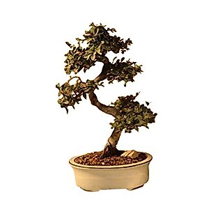 Bonsaiboy Chinese Elm Bonsai Tree - Large Curved Trunk Style Ulmus Parvifolia