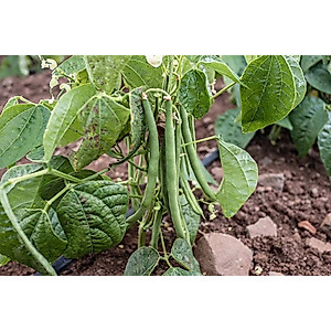 "Harvester" Bush Bean Seeds for Planting, 50+ Heirloom Seeds Per Packet, (Isla's Garden Seeds), Non GMO Seeds, Botanical Name: Phaseolus vulgaris, Great Home Garden Gift
