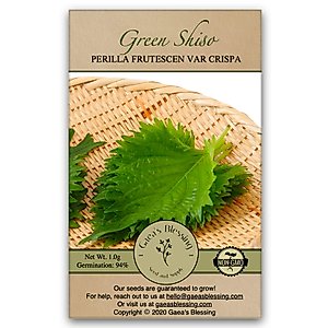 Gaea's Blessing Seeds - Green Shiso Seeds (Perilla), Heirloom Non-GMO Seeds with Easy to Follow Planting Instructions, Kaori Ao Shiso, Open-Pollinated, 94% Germination Rate