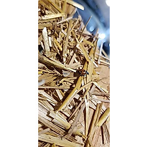 Clark&Co Organic 1500 Live Ladybugs - Good Bugs for Garden - Pre-Fed Hippodamia Convergens - Guaranteed Live Delivery!