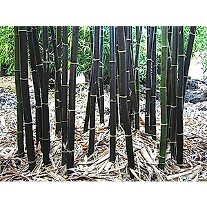 Rare Black Bamboo Seeds for Planting - 50+ Seeds - Grow Black Bamboo, Privacy Screen, Good for Environment - Ships from Iowa