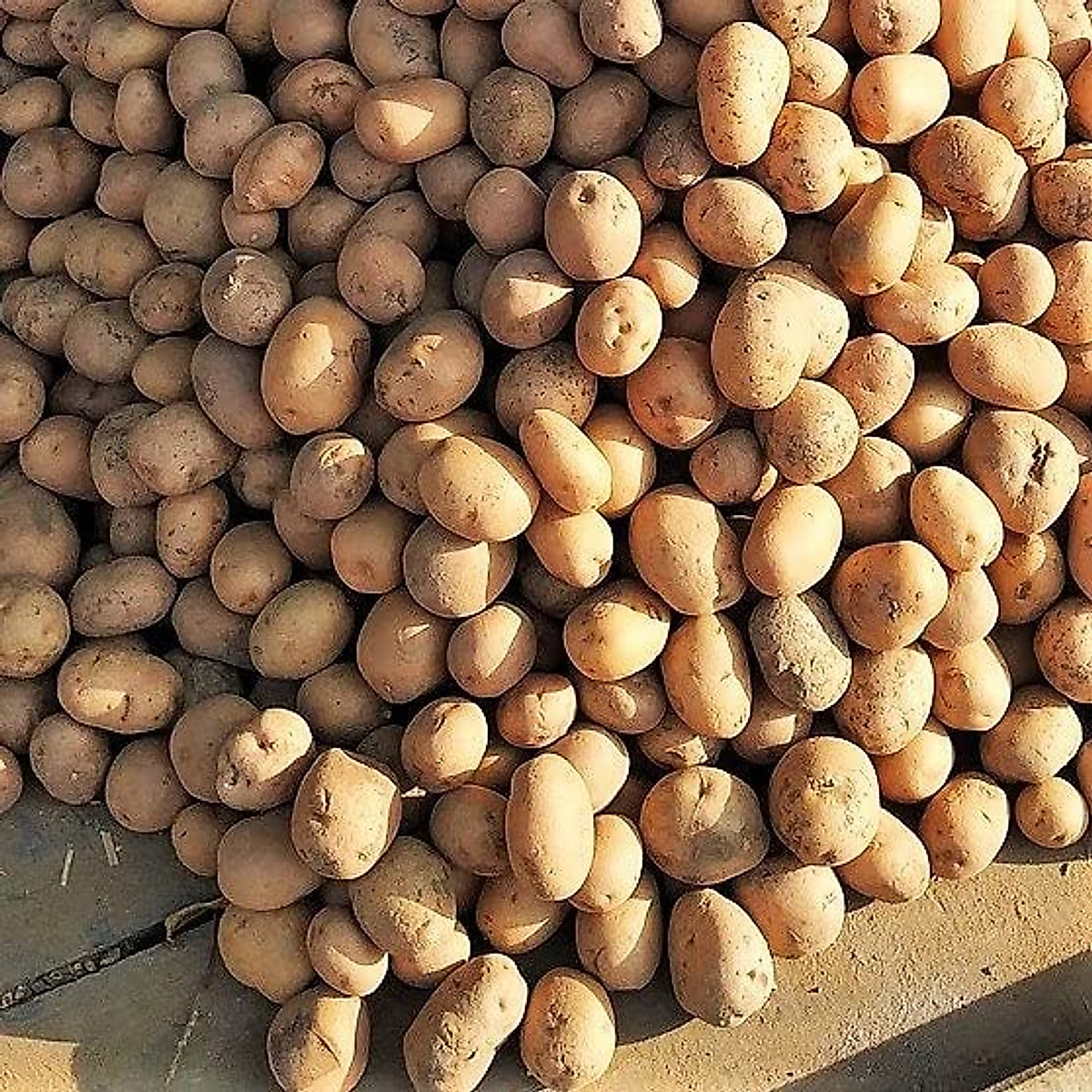 TomorrowSeeds - PRE-Order Now! Available March 2025 - Russet Seed Potatoes | USDA Certified for Growers Sz B Non GMO Brown Burbank Idaho Potato Tubers Bulbs Planting Seed 2025-1 Pound