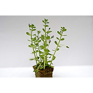 Bacopa Monnieri Moneywort Freshwater Live Aquarium Plants 8 Stems with Roots