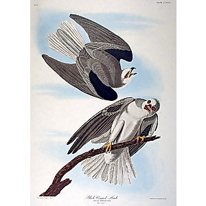 Black-winged Hawk. From"The Birds of America" (Amsterdam Edition)