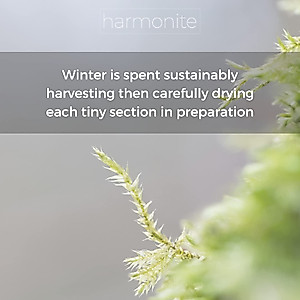 HARMONITE English Acorn Pendant Necklace for Women and Men. Handmade Natural Gift of Moss Jewelry for Motherhood, Maternity, or as Spiritual Unique Gifts Set in Eco Resin