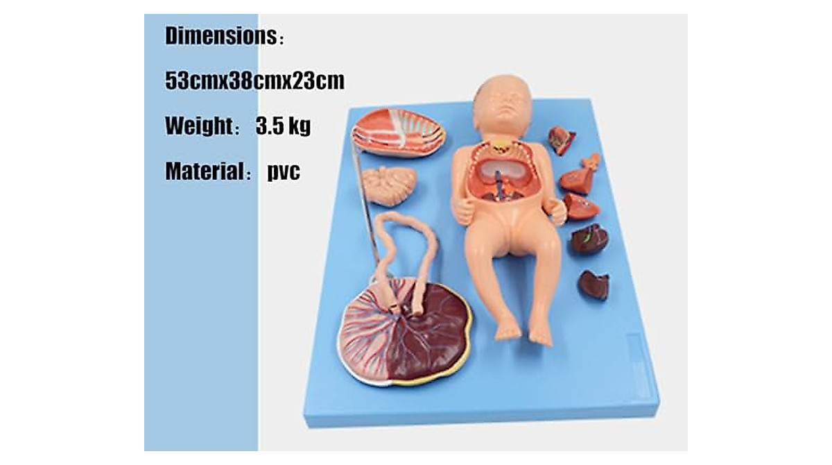 Neonatal Anatomy Model - Detailed Fetal & Placenta Display