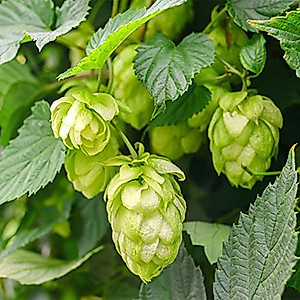 QAUZUY GARDEN 20 Hops Seeds Perennial Common Hop Humulus Lupulus Vine Seeds- Organic Non-GMO Seeds- Grow Fast Hardy Plant in Garden Home Yard Outdoor