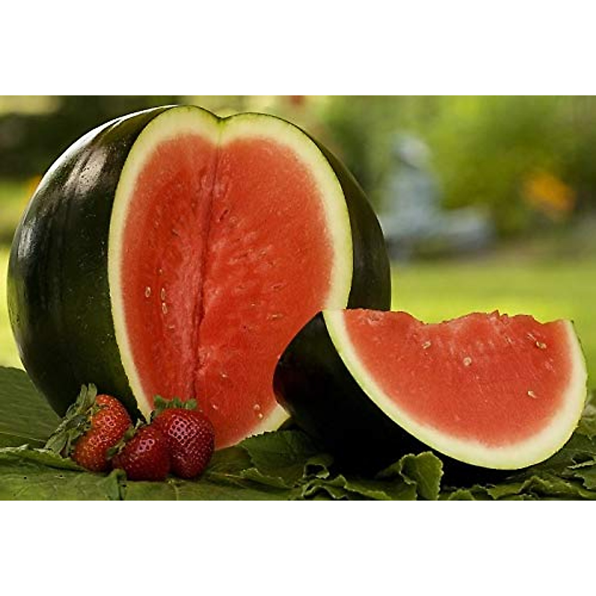SeedsUP - 30+ Black Beauty Watermelon - Fruit seeds.