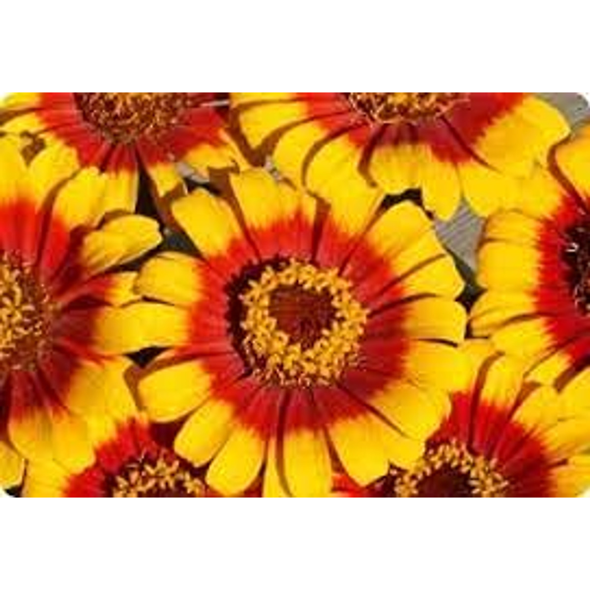 "South of The Border Mix" Zinnia Seeds for Planting, 200+ Flower Seeds Per Packet, (Isla's Garden Seeds), Non GMO & Heirloom Seeds, Botanical Name: Zinnia elegans, Great Home Garden Gift