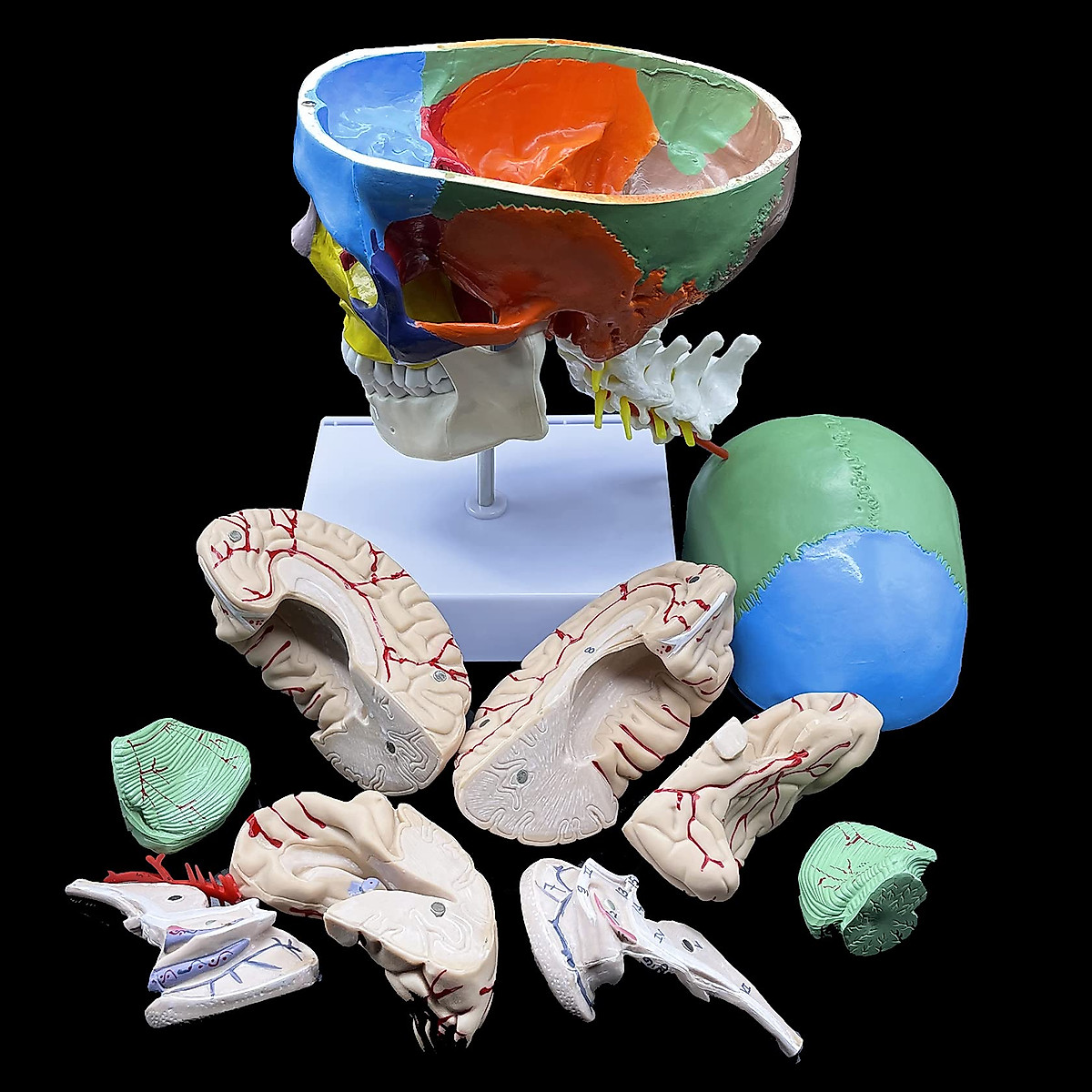 Human Skull with Brain and Cervical Vertebra Anatomical Model,Color-Coded Partitioned Skull，Life-Size Anatomy for Science Classroom Study Display Teaching Model