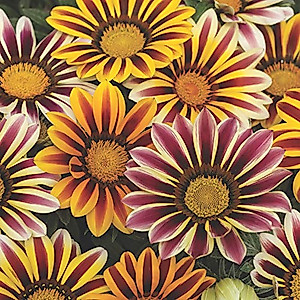 Outsidepride Gazania Kiss Flame Heat & Drought Tolerant Garden Flower & Ground Cover Plants - 50 Seeds