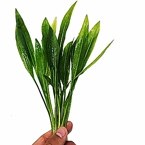 Planterest – Amazon Sword Bundle Medium Easy Background Live Aquarium Plant Decorations BUY2GET1FREE