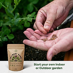 18 Culinary Herbs Seeds Variety Pack - Heirloom, NON-GMO, Herbs Seeds for Planting Outdoor and Indoor - Home Gardening. Over 5000+ seeds including Rosemary, Thyme, Oregano, Mint, Basil, Parsley & More