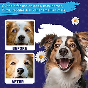 Spanielbuns Dog Eye Drops 200ml,All Natural Ingredients Eye Wash for Dogs and Cats, Cleanses Tear Stains, Mucus, Improves Allergy Symptoms and Dry Eyes(2pack)