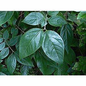 Wintersweet Tree Seeds - 30 Seeds to Plant - Chimonanthus praecox - Ships from Iowa, USA