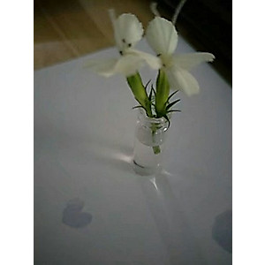 1ML Small Mini Tall Clear Glass Bottles/Jars with Corks Stoppers for Arts & Crafts, Projects, Decoration, Party Favors+ 50 Pcs Gold Metal Eye Hook Pin Screws,50 Pcs