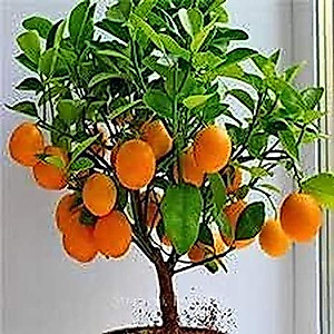 Fruit Seeds Orange Tree Seeds Dwarf Washington Navel Grow Indoors or Outdoors Non - GMO Easy to Grow Home Garden Plant - 30 Seeds